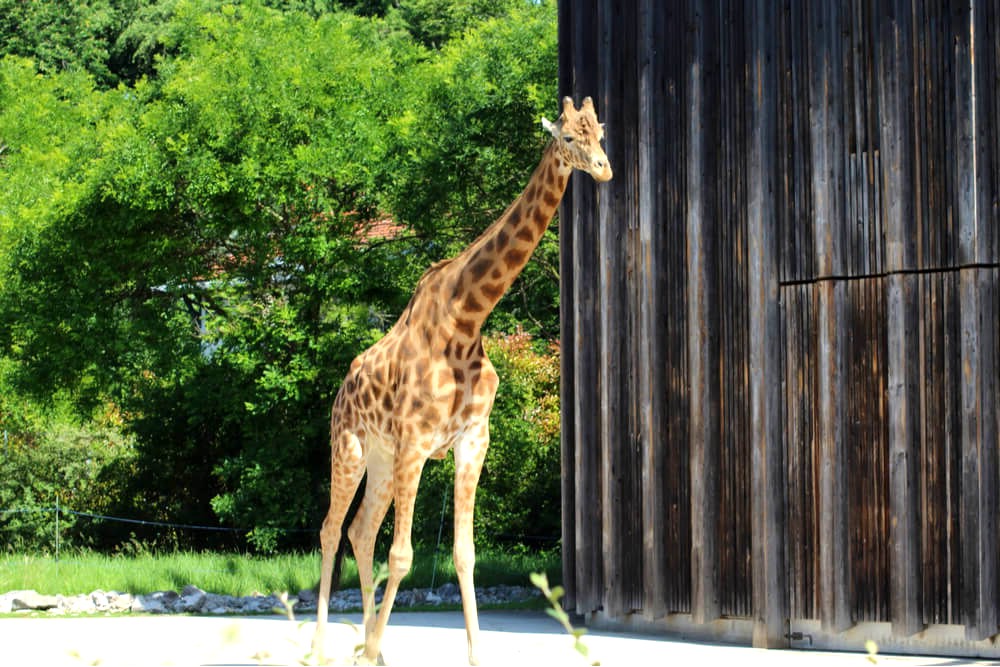Zoo de la Tête d’Or (mars 2024) Horaires | Infos & avis | Toolyon