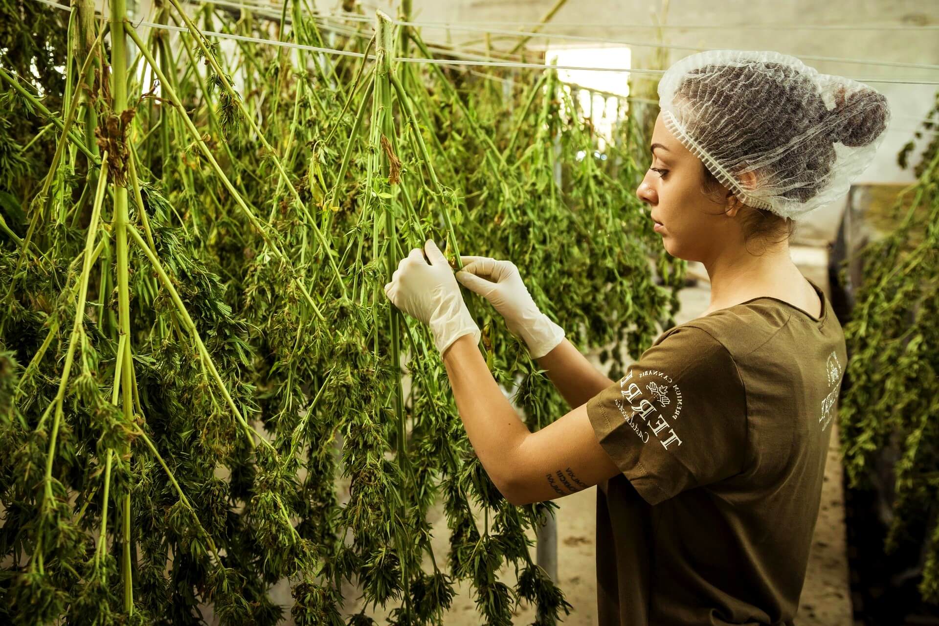 L’avenir du CBD à Lyon offre un boulevard aux producteurs locaux | Toolyon